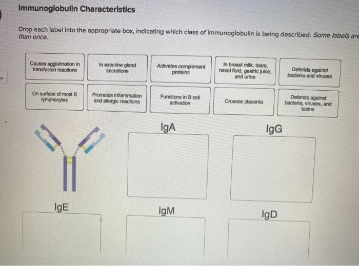 Solved Immunoglobulin Characteristics Drop each label Into | Chegg.com