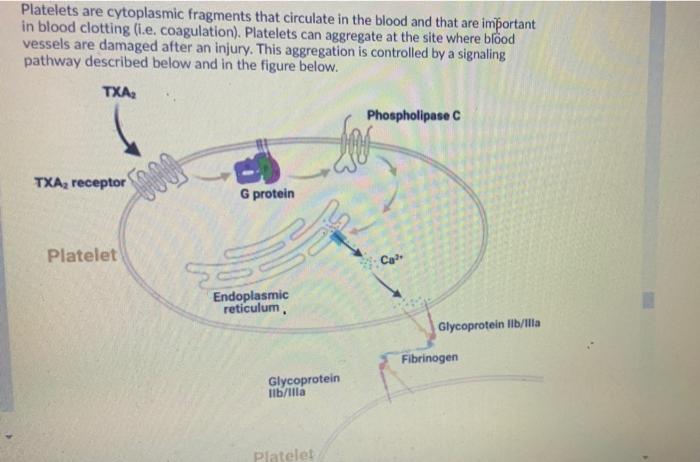Solved Platelets are cytoplasmic fragments that circulate in | Chegg.com