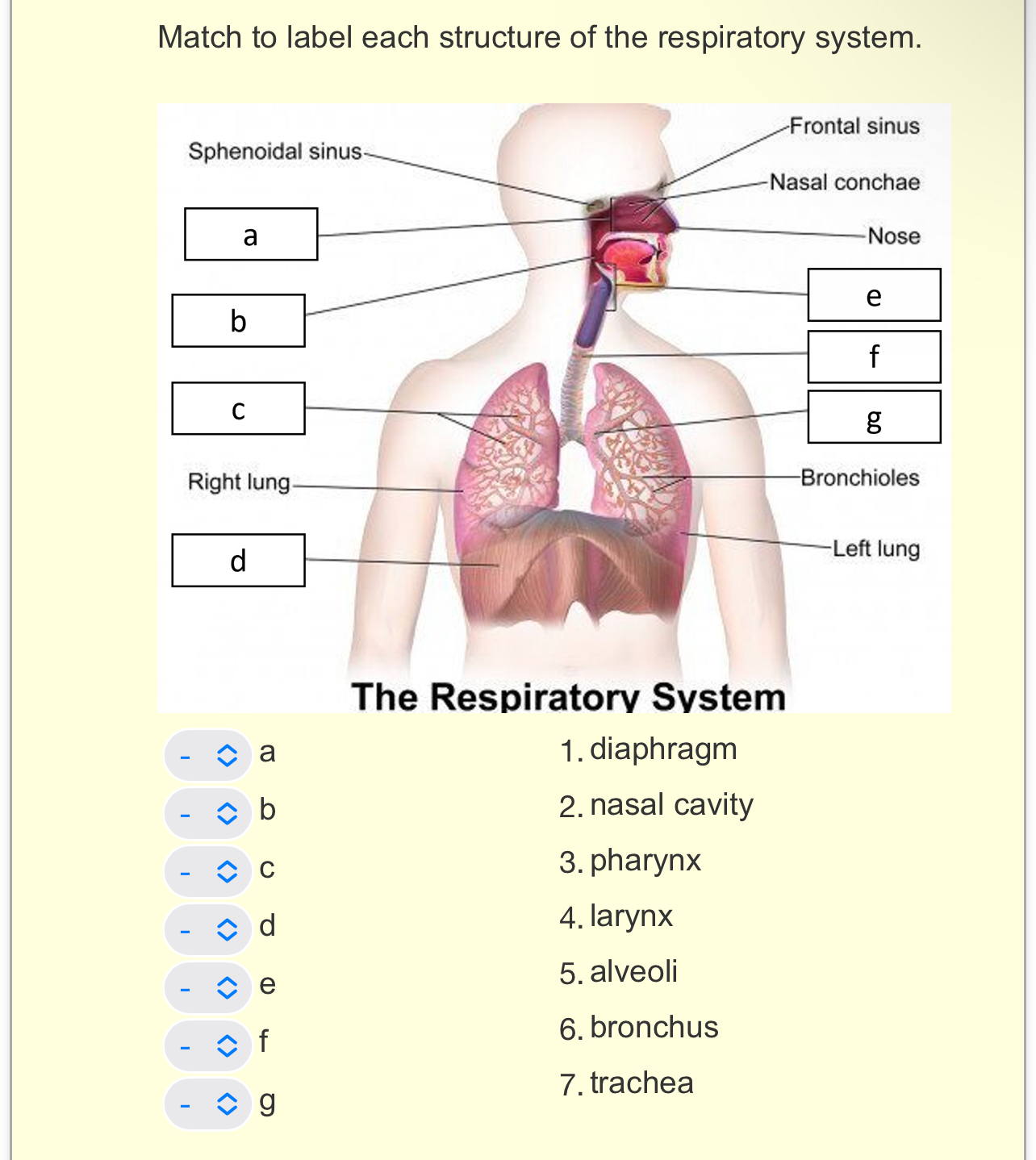 Solved Match to label each structure of the respiratory | Chegg.com