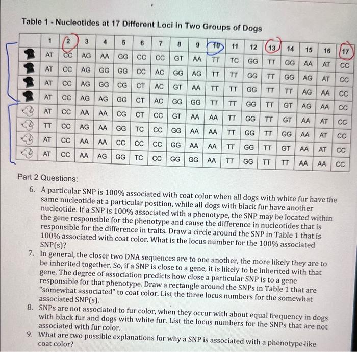 Solved Table 1 - Nucleotides at 17 Different Loci in Two | Chegg.com