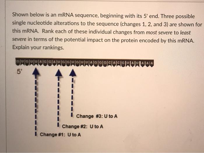 Solved Shown below is an mRNA sequence, beginning with its | Chegg.com