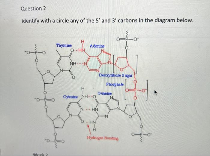 Solved Identify with a circle any of the 5′ and 3′ carbons | Chegg.com