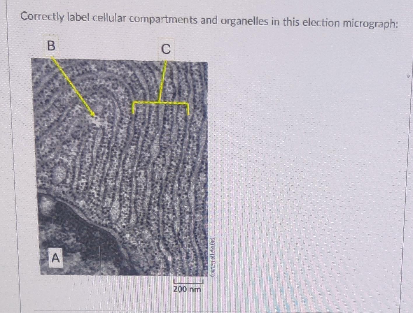 Solved Correctly label cellular compartments and organelles | Chegg.com
