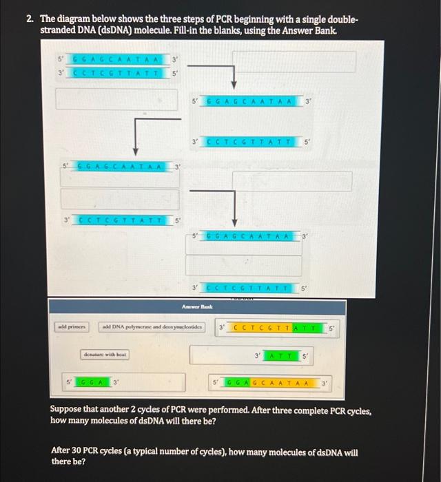 Solved The diagram below shows the three steps of PCR | Chegg.com