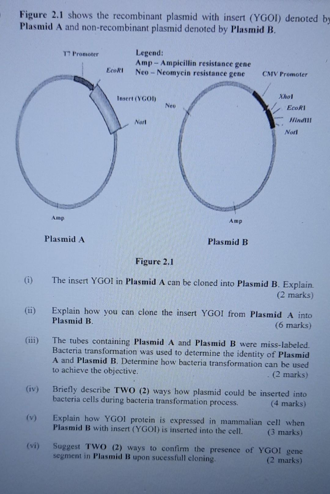 Solved Figure 2.1 shows the recombinant plasmid with insert | Chegg.com