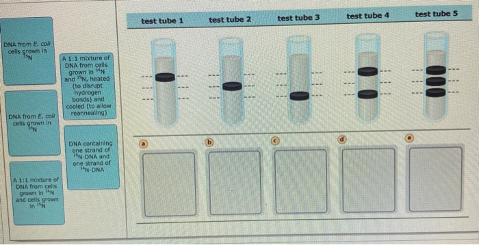 Solved test tube 1 test tube 2 test tube 3 test tube 4 test | Chegg.com