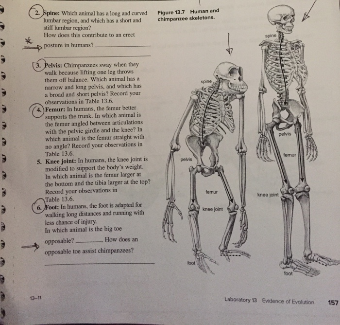 Solved Figure 13.7 Human and chimpanzee skeletons. 2. Spine: | Chegg.com