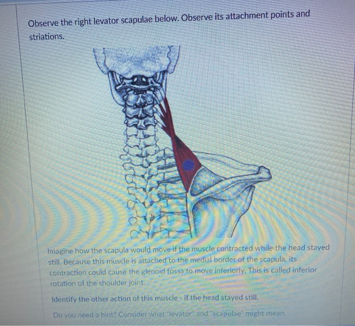 Solved Observe the right levator scapulae below. Observe its | Chegg.com