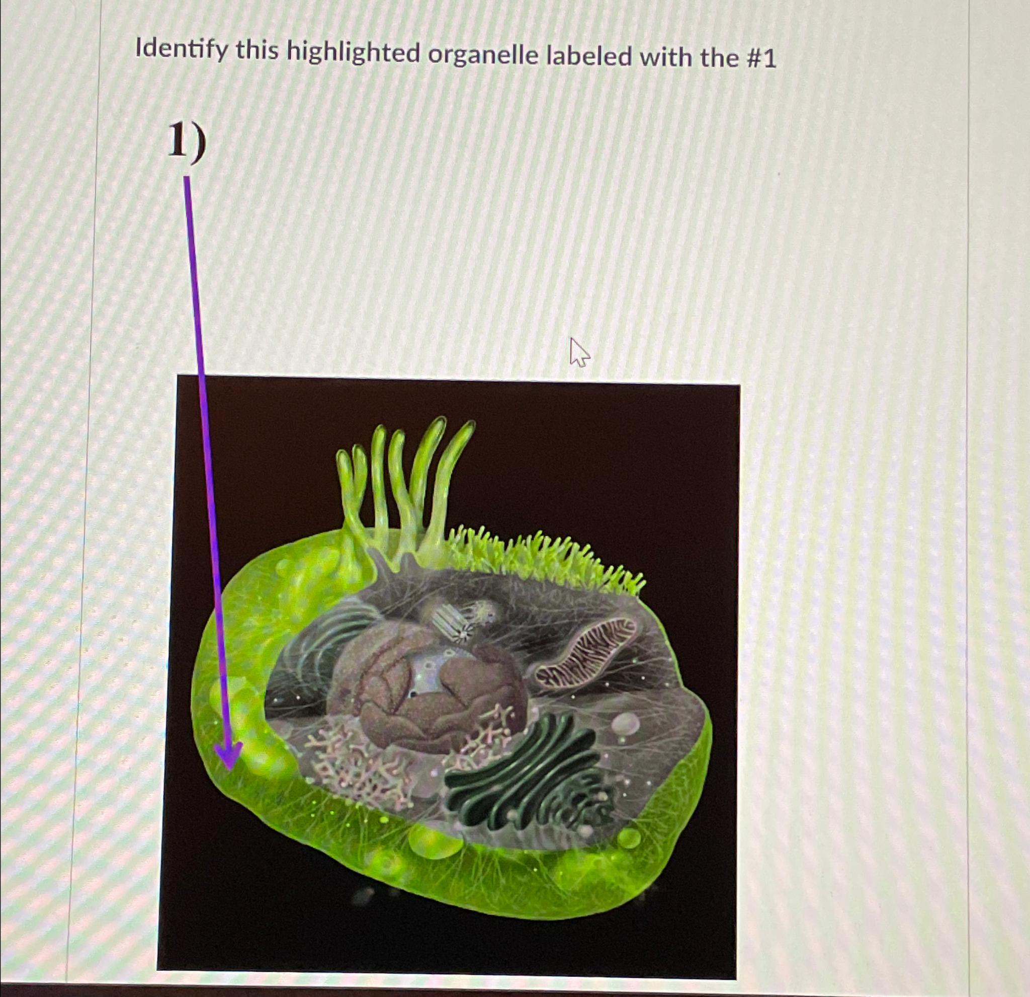 Solved Identify this highlighted organelle labeled with the | Chegg.com