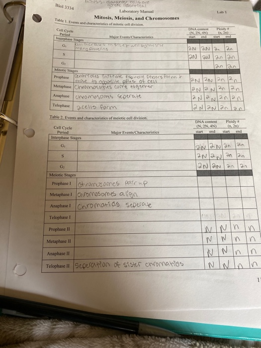 Solved Biol 3334 mitosis - dog is cells are gorec Yderical | Chegg.com