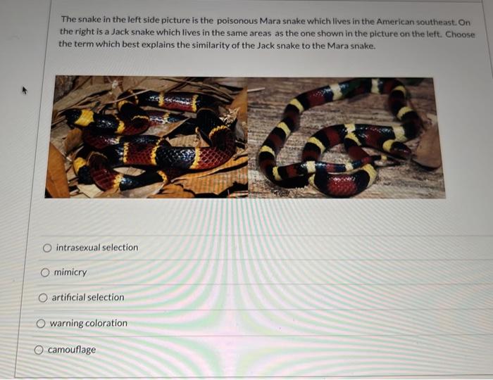 Solved The snake in the left side picture is the poisonous | Chegg.com
