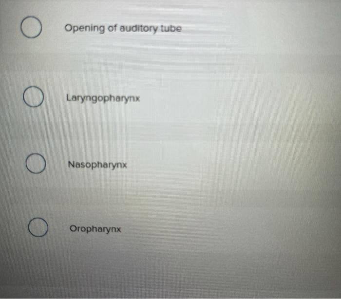 Solved U 30 O Opening of auditory tube О O Laryngopharynx | Chegg.com