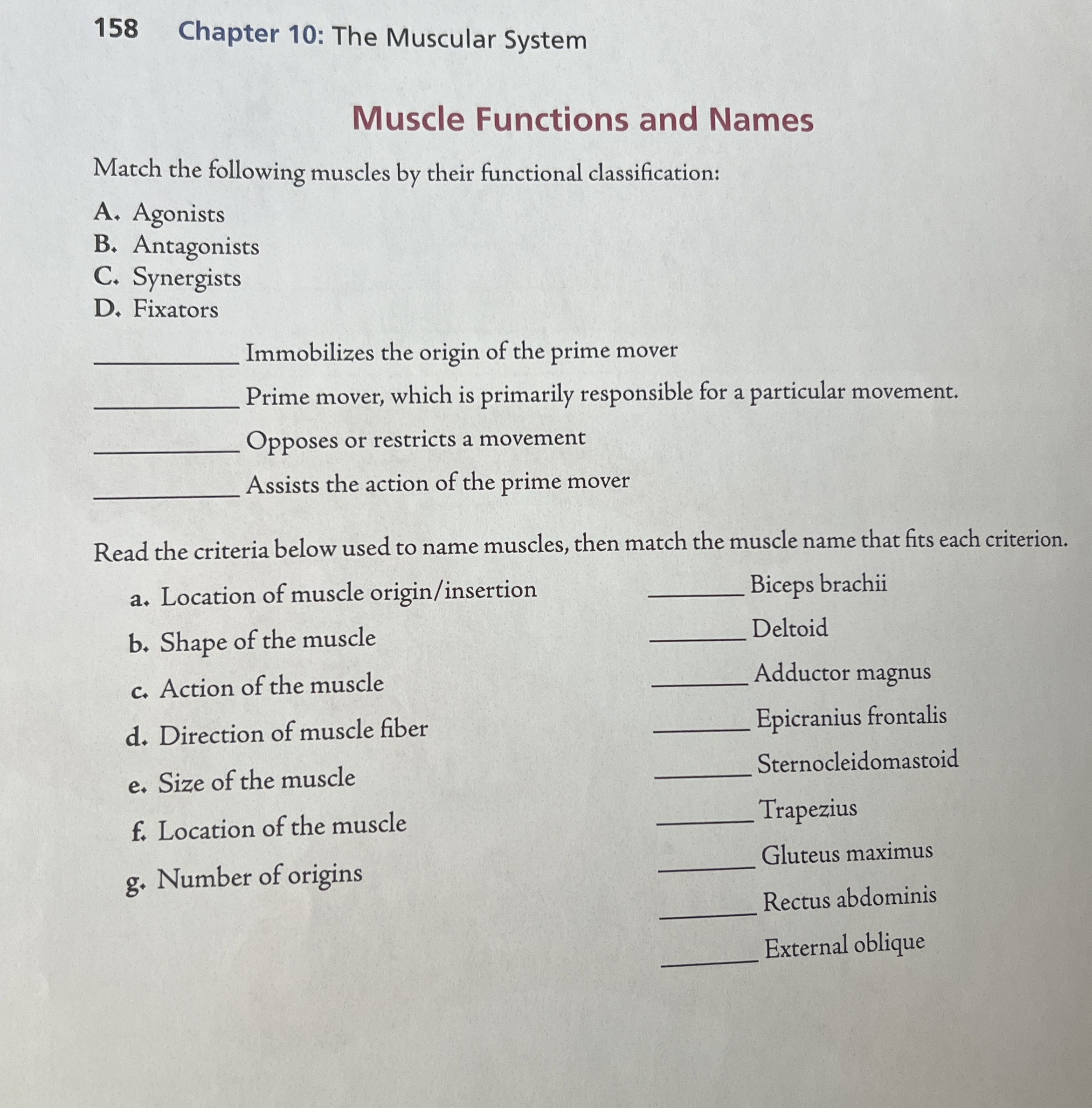 158Chapter 10: The Muscular SystemMuscle Functions | Chegg.com
