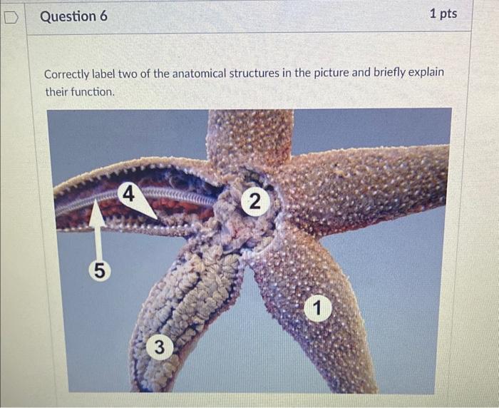 Solved Correctly label two of the anatomical structures in | Chegg.com