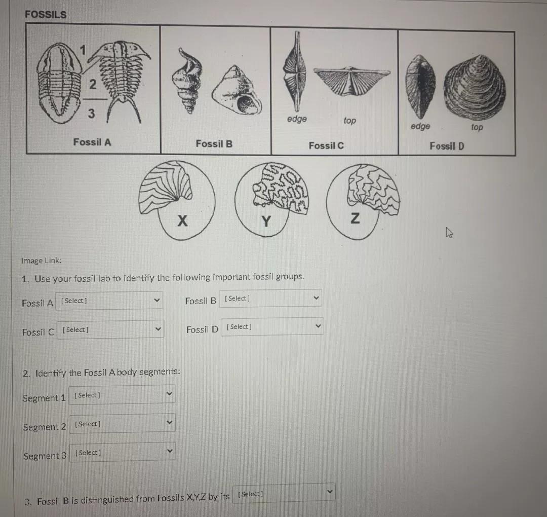 Image Link: 1. Use your fossil lab to identify the | Chegg.com