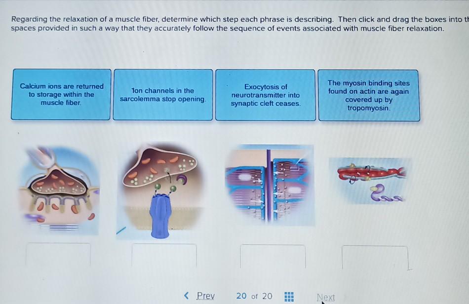 Solved Regarding the relaxation of a muscle fiber, determine | Chegg.com