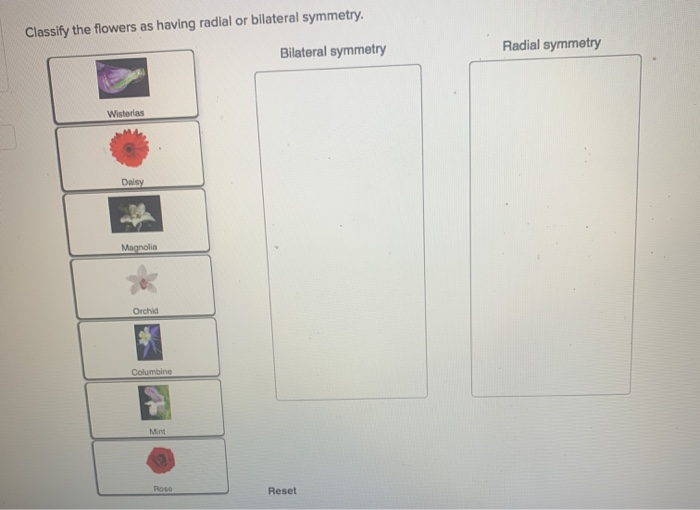Solved Classify the flowers as having radial or bilateral | Chegg.com