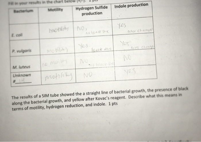 Solved Indole production in your results in the chart below | Chegg.com