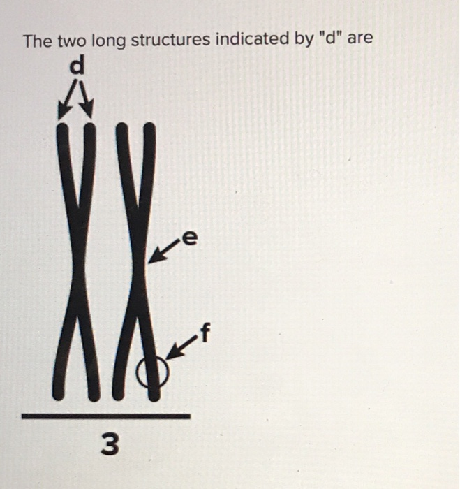Solved The two long structures indicated by "d" are | Chegg.com