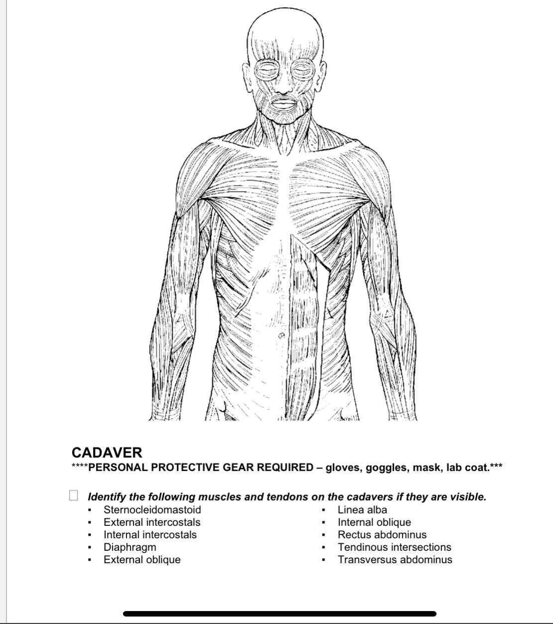 Solved CADAVER**** ﻿PERSONAL PROTECTIVE GEAR REQUIRED - | Chegg.com