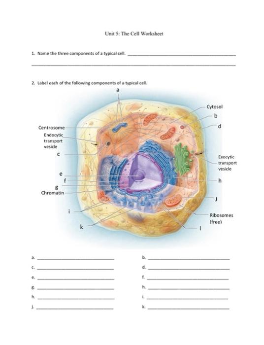 Solved Unit S: The Cell Worksheet 1. Name the three | Chegg.com