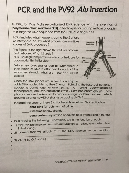 Solved PCR and the PV92 Alu Insertion In 1983, Dr. Kary | Chegg.com