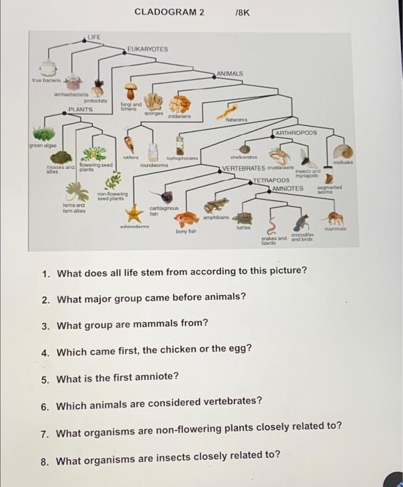 Solved CLADOGRAM 2 18K LIFE EUKARYOTES ANIMALS tre bacteria | Chegg.com