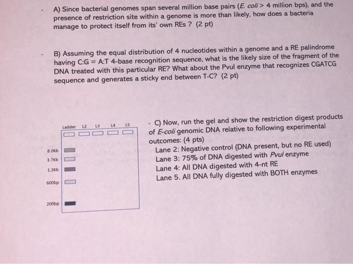 Solved Ladder BOKE C) Now, run the gel and show the | Chegg.com