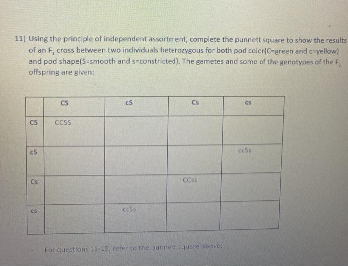 Solved 11) Using the principle of independent assortment, | Chegg.com