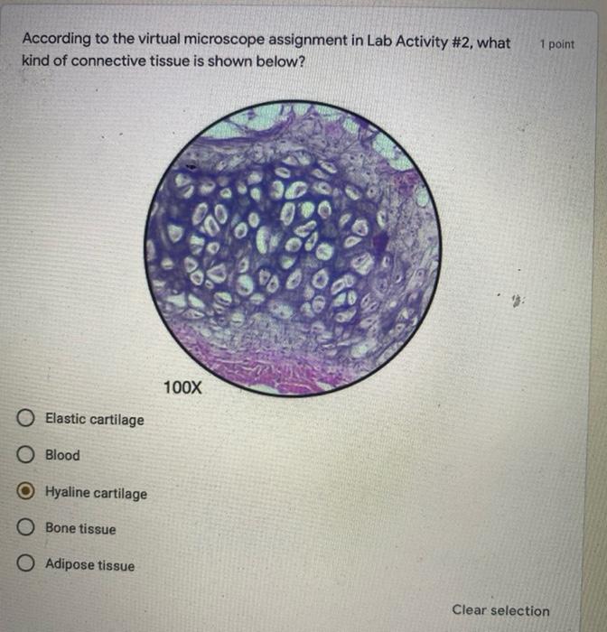 Solved According to the virtual microscope assignment in Lab | Chegg.com