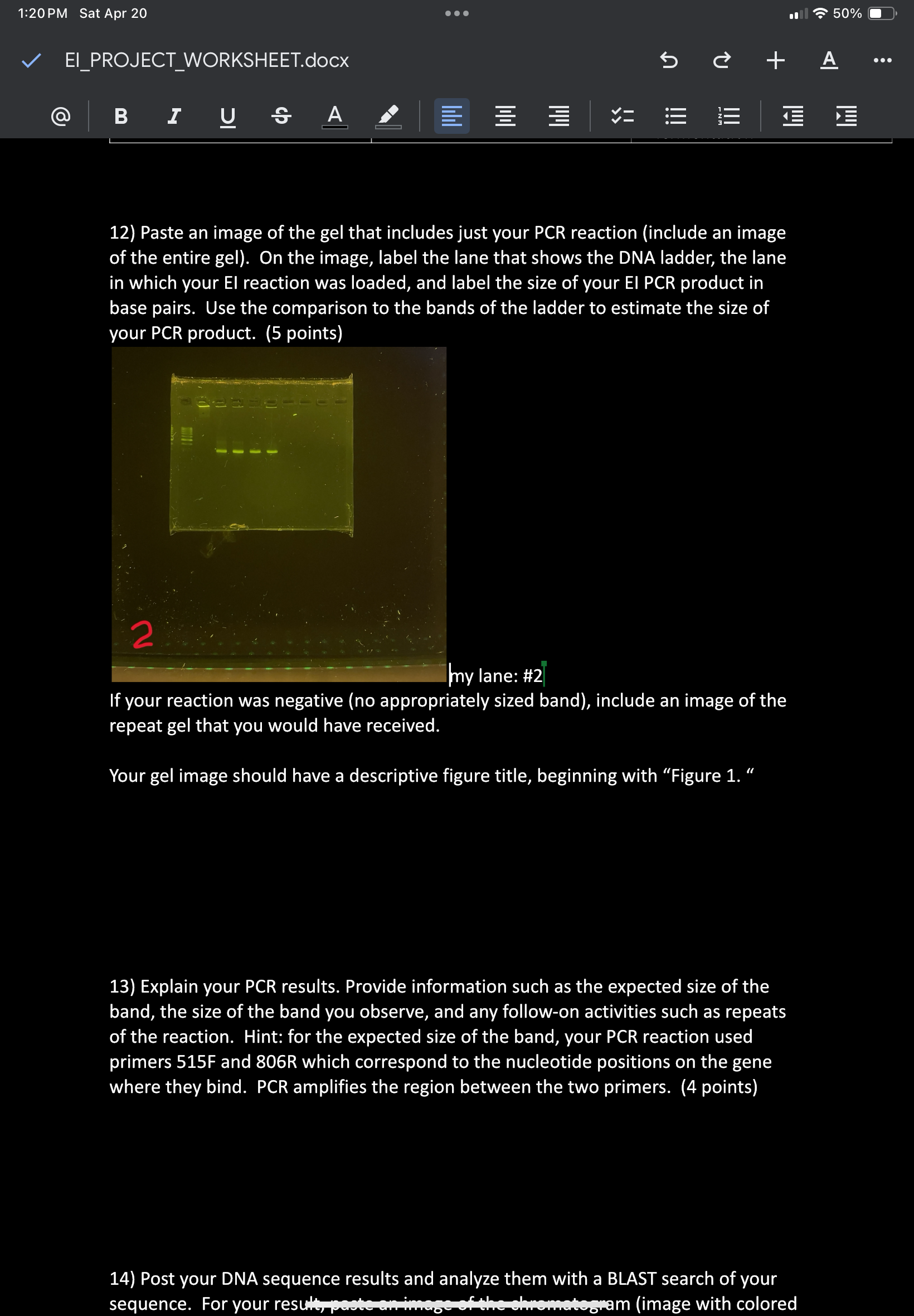 Solved Paste an image of the gel that includes just your PCR | Chegg.com
