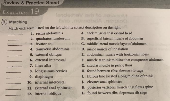 Solved Review & Practice Sheet Exercise 19 B. Matching Match | Chegg.com