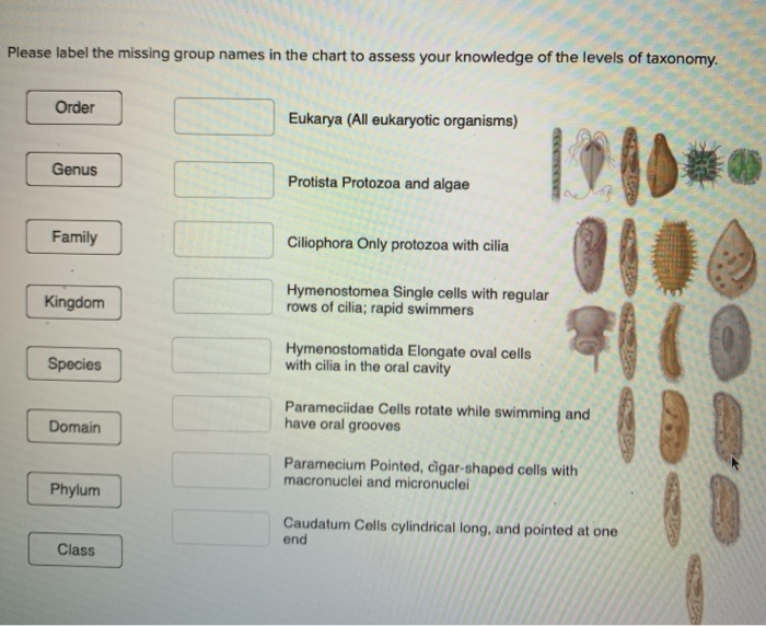 Solved Please label the missing group names in the chart to | Chegg.com