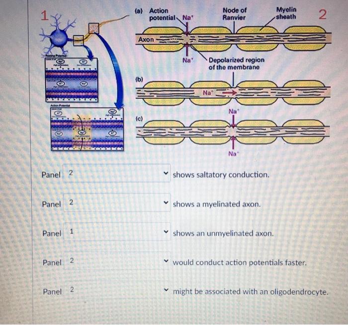 Solved (a) Action potential Na Node of Ranvier Myelin sheath | Chegg.com