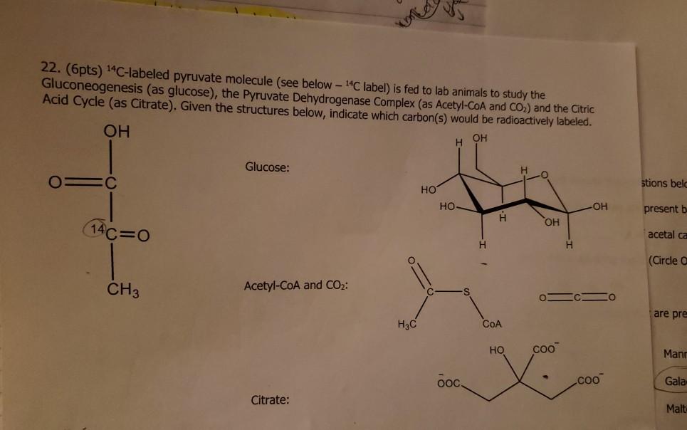 Solved 22. (6pts) 14C-labeled pyruvate molecule (see below - | Chegg.com