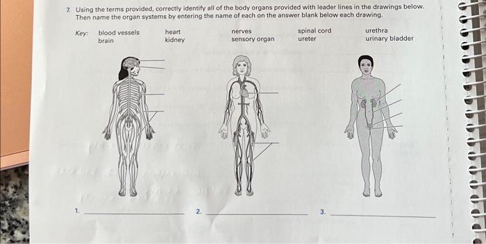 Solved 7. Using the terms provided, correctly identify all | Chegg.com Solved 7. Using the terms provided, correctly identify all | Chegg.com