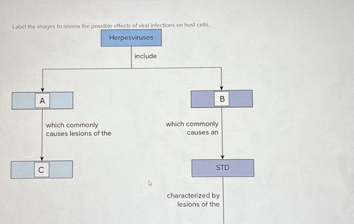 Solved Label the images to review the possible effects of | Chegg.com