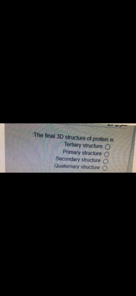 Solved The final 3D structure of protein is Tertiary | Chegg.com