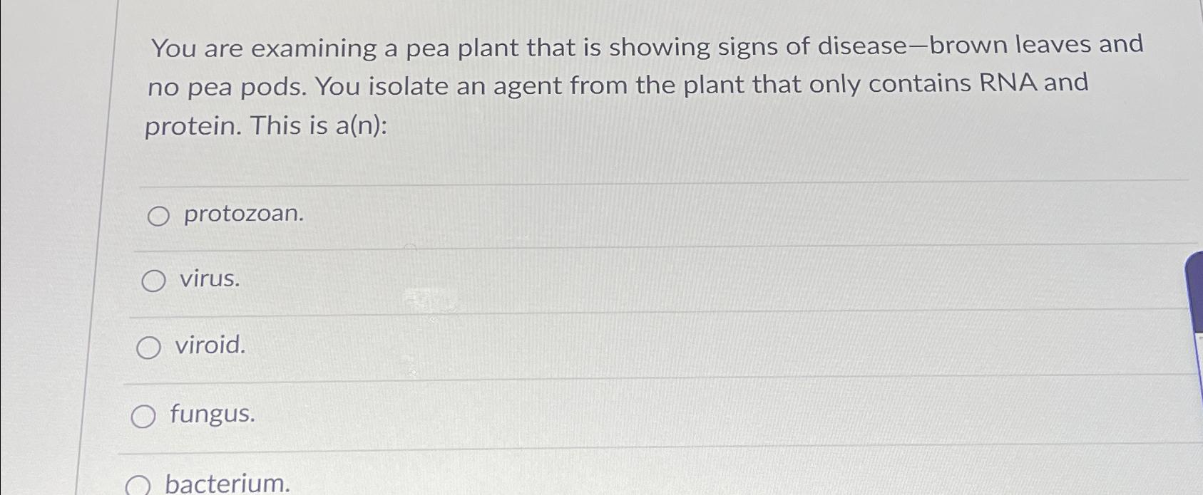 Solved You are examining a pea plant that is showing signs | Chegg.com