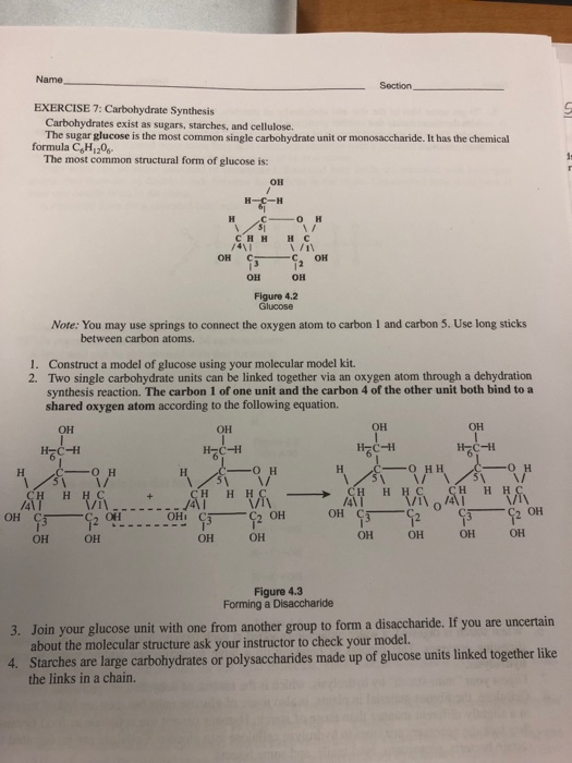 Name Section EXERCISE 7: Carbohydrate Synthesis | Chegg.com