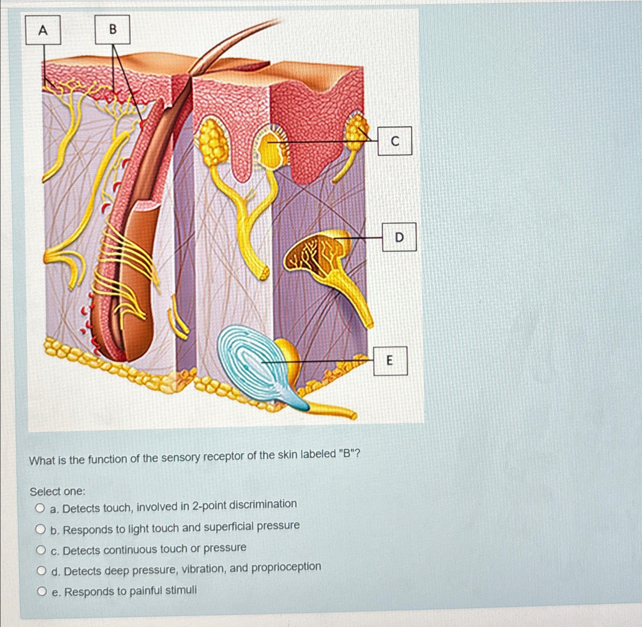 Solved What is the function of the sensory receptor of the | Chegg.com
