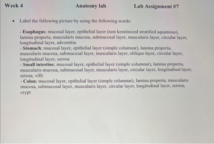 Lab 7. Digestive system physiology - Label the | Chegg.com
