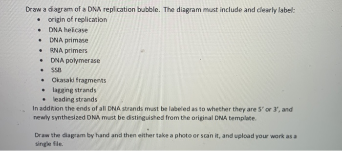 Solved Draw a diagram of a DNA replication bubble. The | Chegg.com