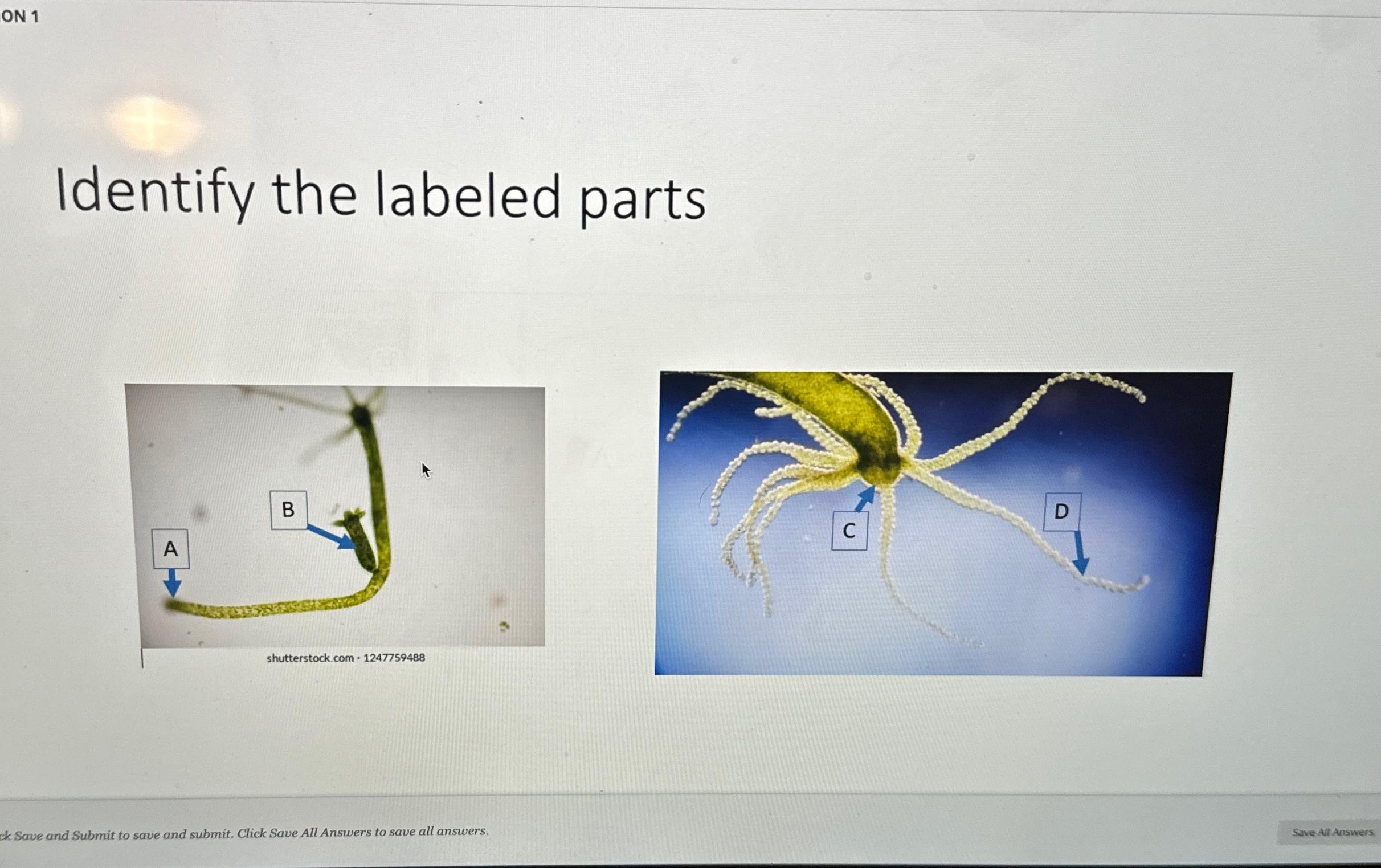 Solved Identify the labeled parts | Chegg.com
