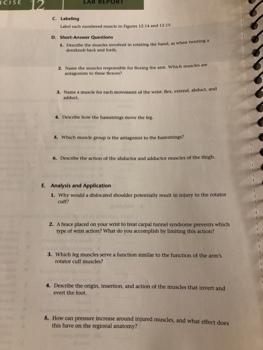Solved RCISE 12 LAB REPORT C. Labeling Label each numbered | Chegg.com