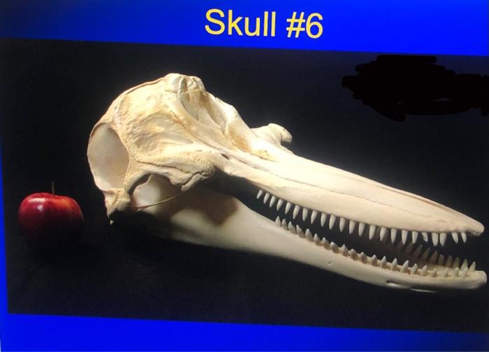 Solved Identify each animal skull with its common name( for | Chegg.com