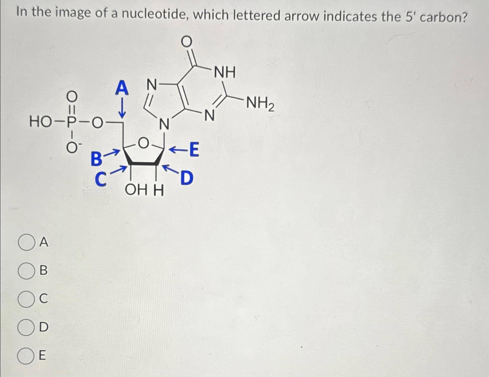 Solved In the image of a nucleotide, which lettered arrow | Chegg.com