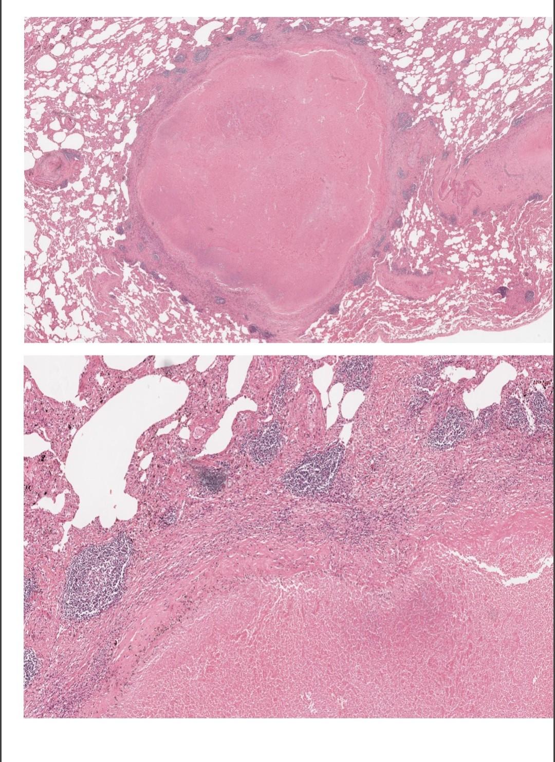 SECTION 1: UNKNOWN SECTION Images of normal tissue | Chegg.com