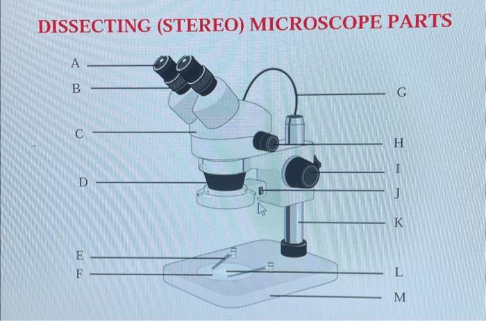 Solved COMPOUND (LIGHT) MICROSCOPE PARTS DISSECTING | Chegg.com