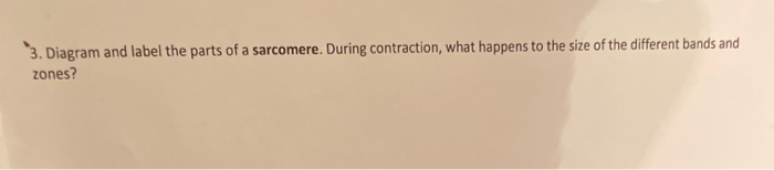 Solved 2. Diagram and list the major steps of cross-bridge | Chegg.com